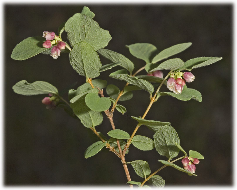 Quicksilver Wildflowers