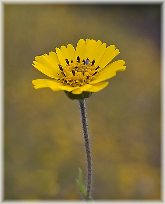 Quicksilver Wildflowers